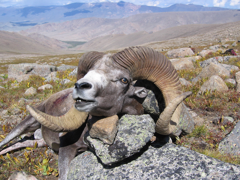 Altaji-; Hangai-; Góbi argali vadászatok Mongóliában>> – Vadászutak